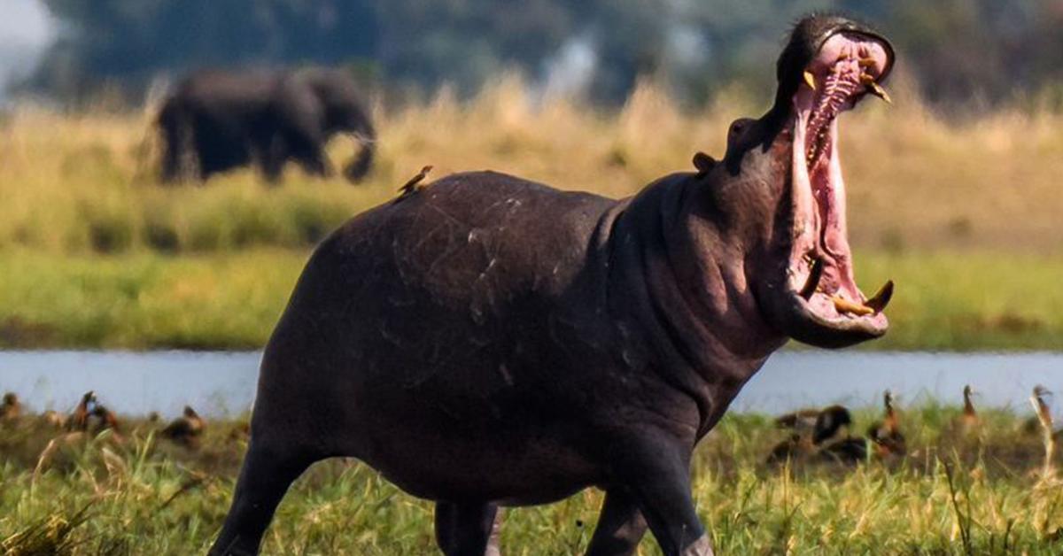 Top 7 Incredible Things That Animals Can Do